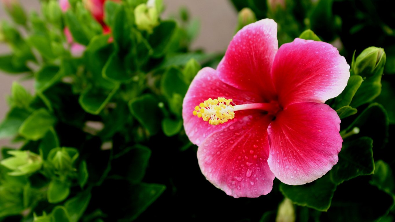 Hawaiian Vibes – Blosswaves